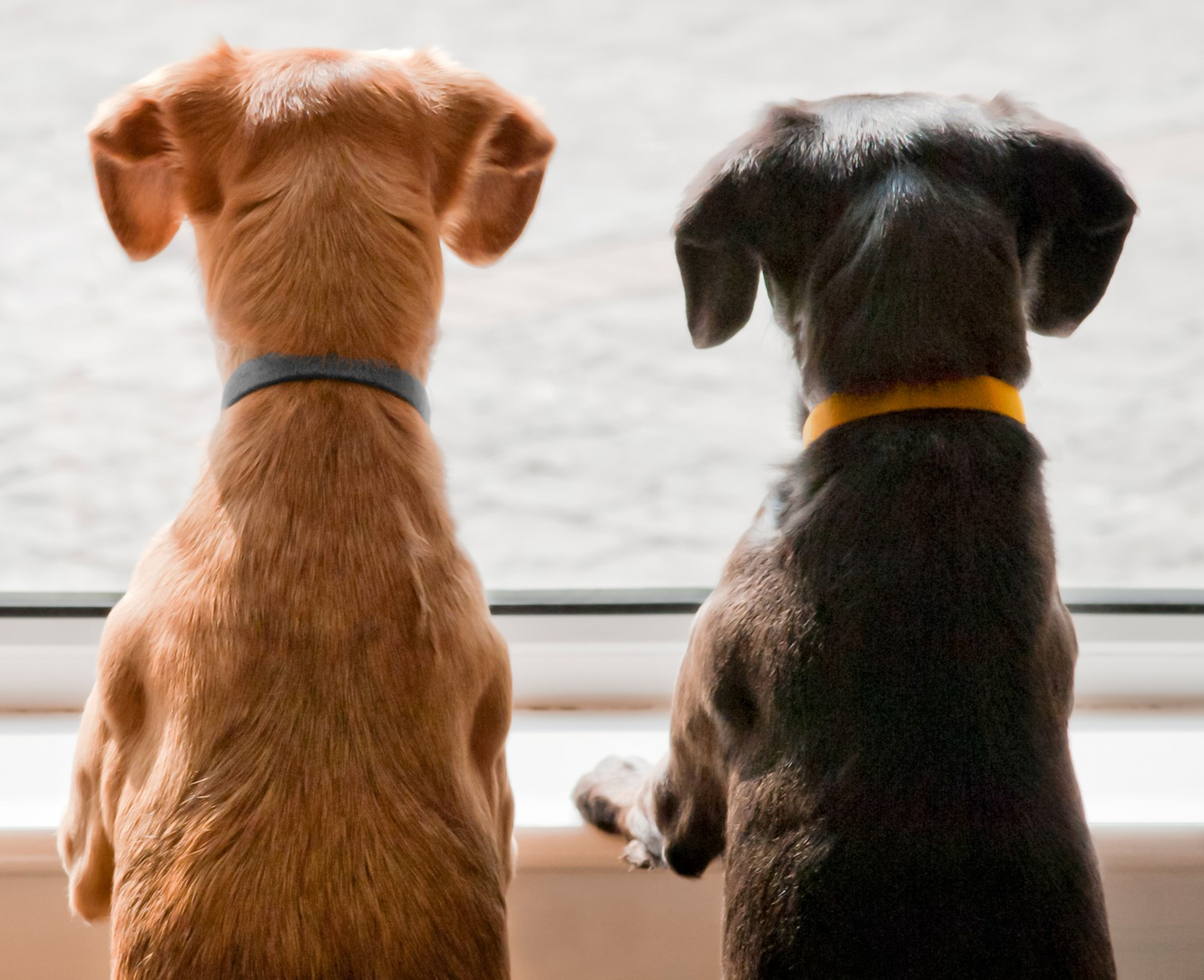 MWI Animal Health | Animal Health distributor for companion animals ...