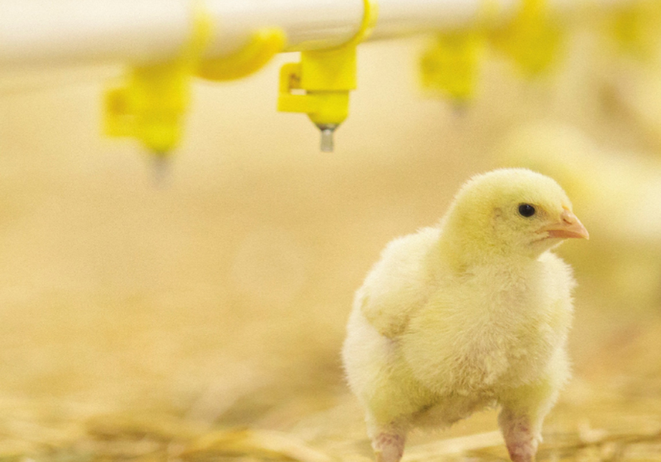 MWI Animal Health | Animal Health distributor for companion animals ...