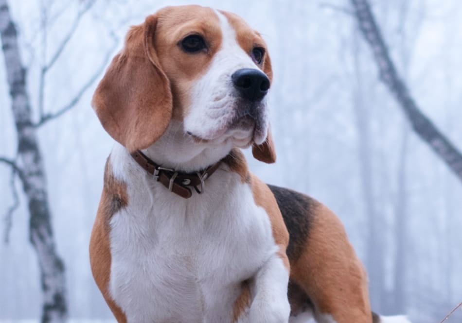 MWI Animal Health | Animal Health distributor for companion animals ...