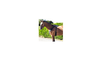Companion Animal and Livestock Veterinarians